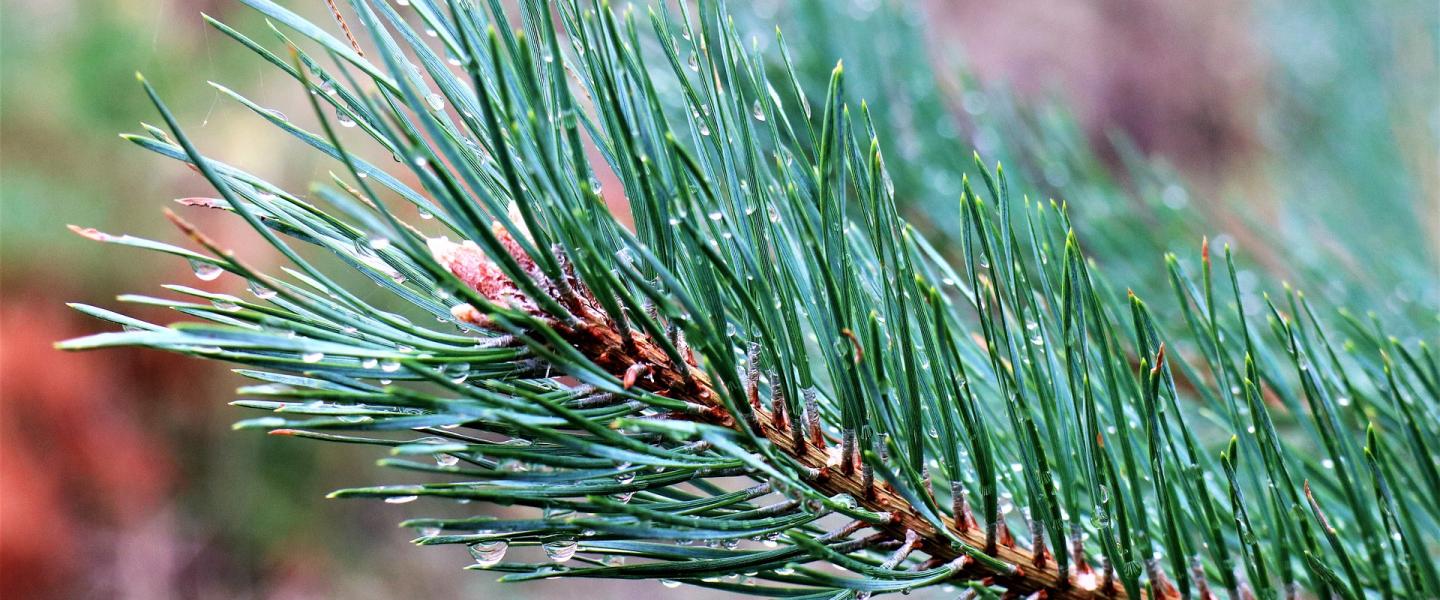 Metsänistutushaaste: katso kuvagalleria! | Eläkeliitto Metsänistutushaaste: katso kuvagalleria! | Eläkeliitto